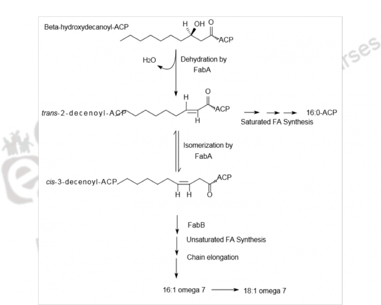 Biosynthesis of Lipids – Lipid metabolism