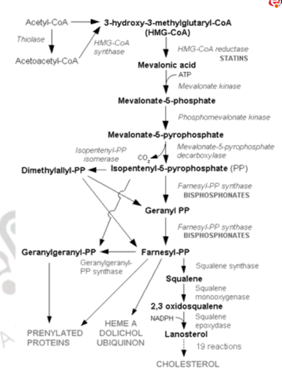 Biosynthesis of Lipids III – Lipid metabolism