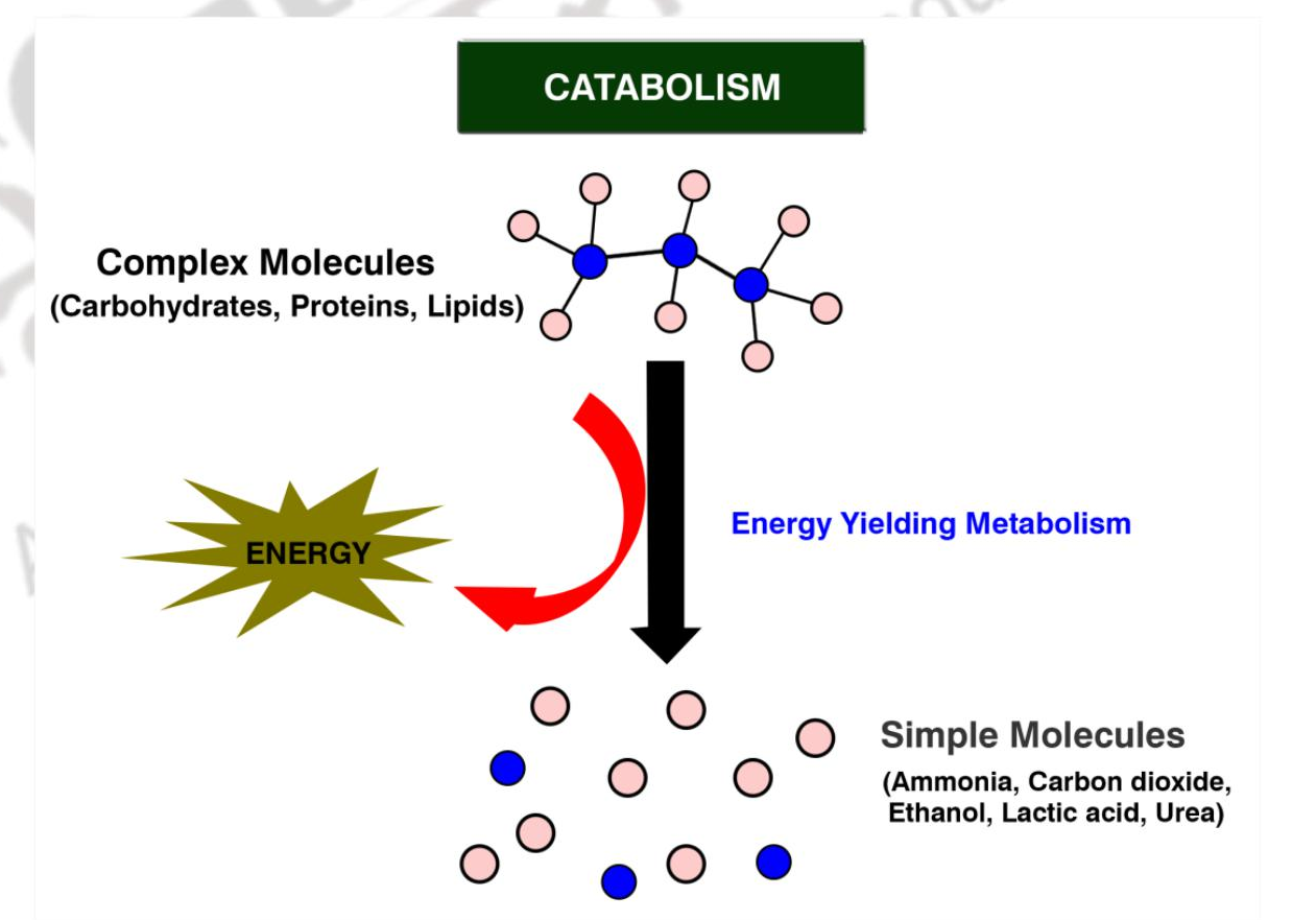 Catabolism of Lipids – Lipid metabolism