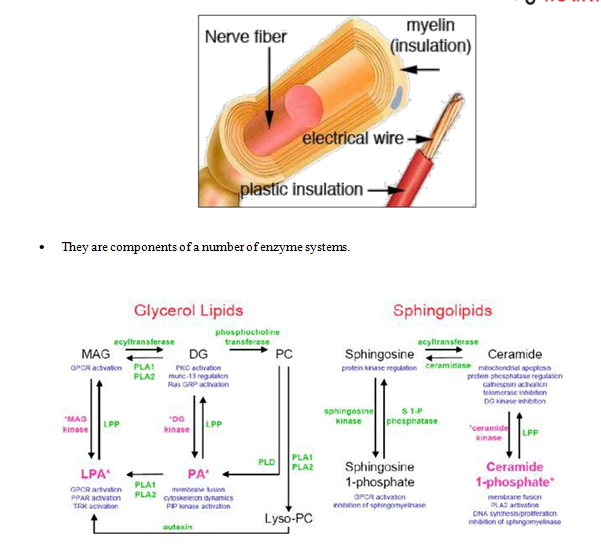 Functions of Lipids – Lipid metabolism