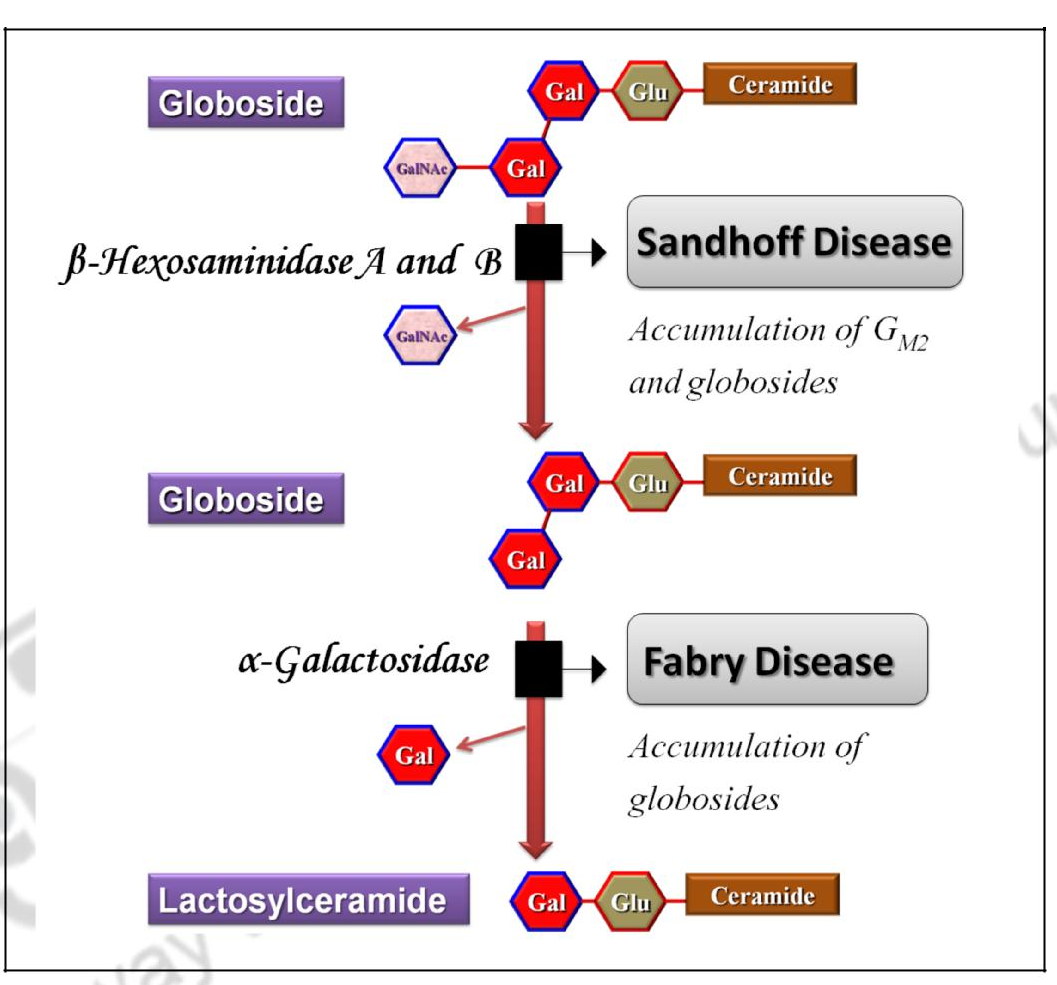 Lipids: In Born Errors of Metabolism II – Lipid metabolism
