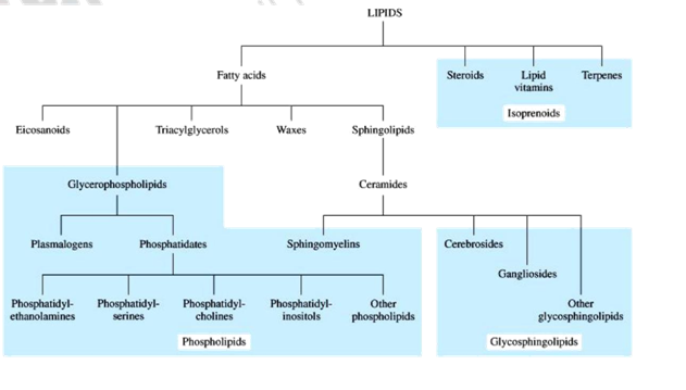 Classification of Lipids – Lipid metabolism
