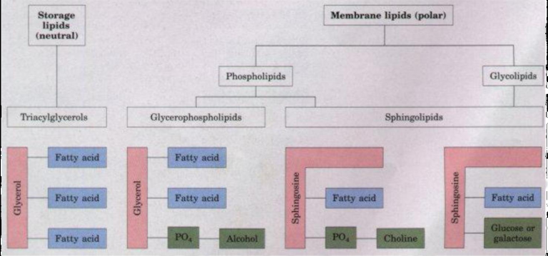 Classification of Lipids – Lipid metabolism