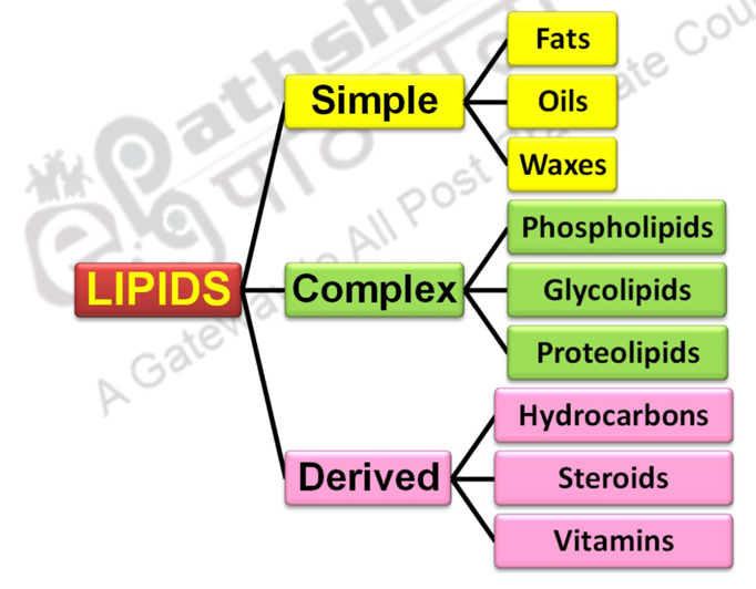 Types of Lipids III – Lipid metabolism