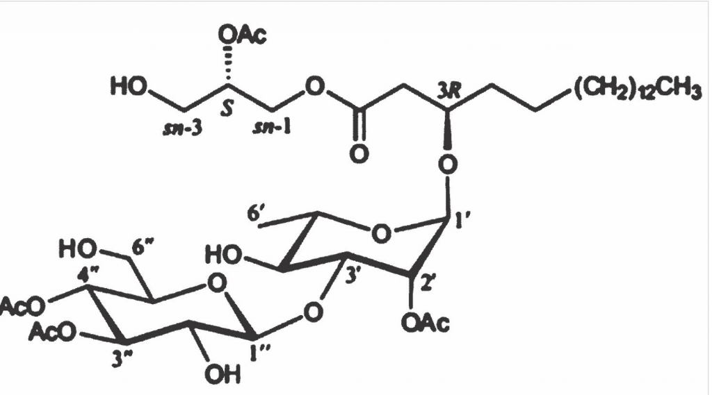 Types of Lipids II – Lipid metabolism