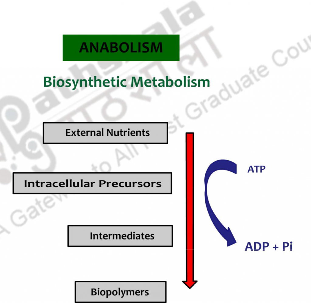 Anabolism of Lipids – Lipid metabolism