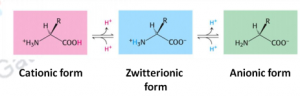 Enzyme ionizable groups – Protein biochemistry and enzymology