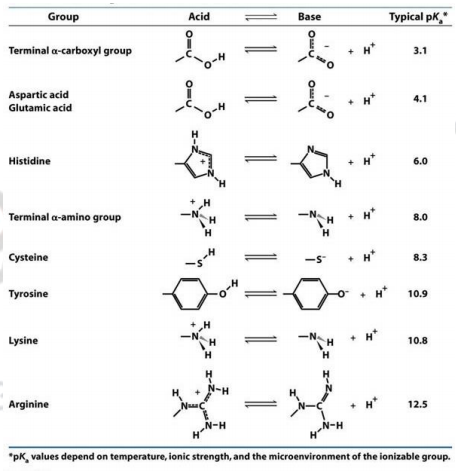 Enzyme ionizable groups – Protein biochemistry and enzymology