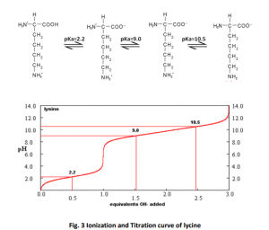 Enzyme ionizable groups – Protein biochemistry and enzymology