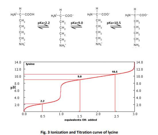 Enzyme ionizable groups – Protein biochemistry and enzymology