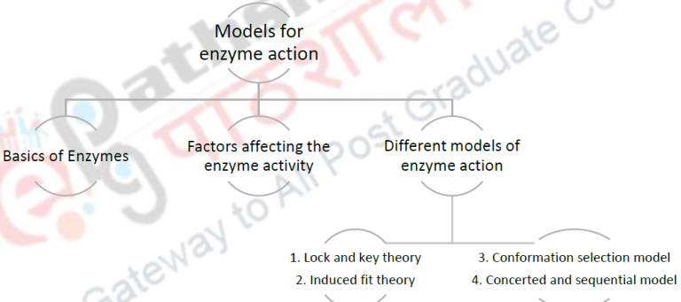 Models for Enzyme Action – Protein biochemistry and enzymology