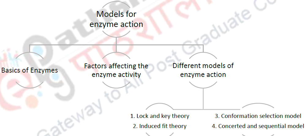 Models for Enzyme Action – Protein biochemistry and enzymology