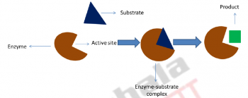 Models for Enzyme Action – Protein biochemistry and enzymology