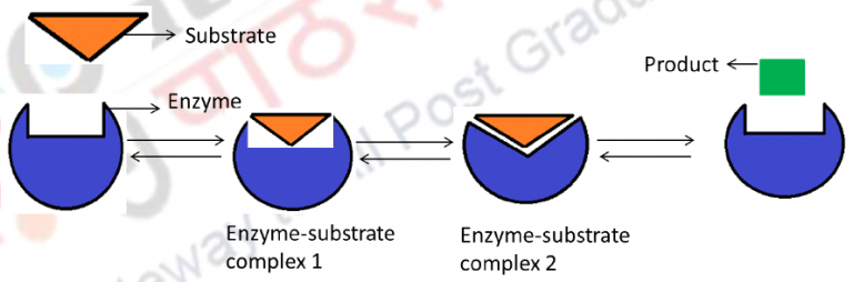 Models for Enzyme Action – Protein biochemistry and enzymology