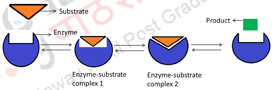 Models for Enzyme Action – Protein biochemistry and enzymology