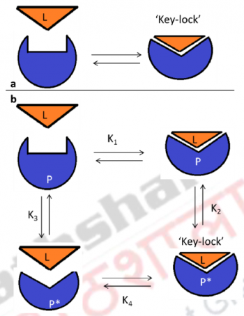 Models for Enzyme Action – Protein biochemistry and enzymology