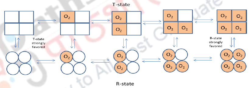 Models for Enzyme Action – Protein biochemistry and enzymology