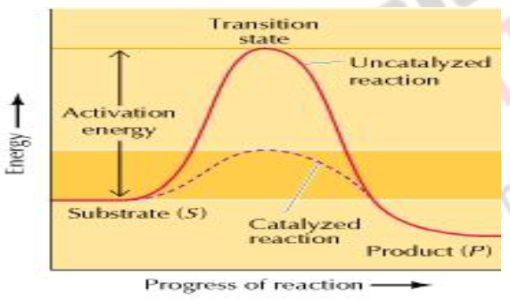 Enzyme Kinetics – Protein biochemistry and enzymology