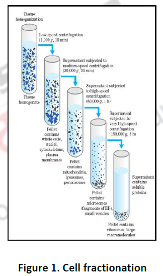Enzyme compartmentalization in cells and tissues – Protein biochemistry ...