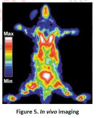 Enzyme compartmentalization in cells and tissues – Protein biochemistry ...