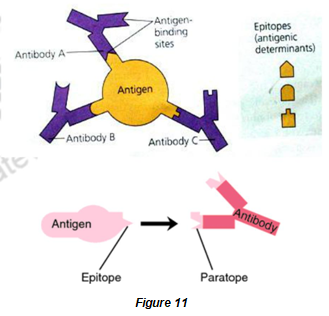 Epitopes, Antigenicity and Haptens – Immunology