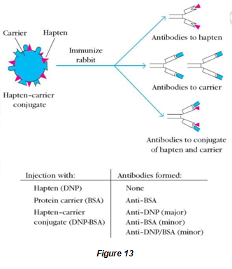 Epitopes, Antigenicity and Haptens – Immunology