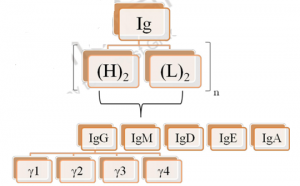 Ig Classes: Structure and Function – Immunology