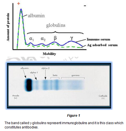 Ig Classes: Structure and Function – Immunology