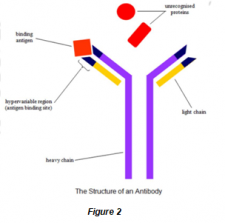 Ig Classes: Structure and Function – Immunology