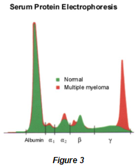 Ig Classes: Structure and Function – Immunology