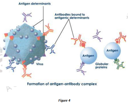Ig Classes: Structure and Function – Immunology