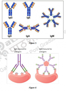 Ig Classes: Structure and Function – Immunology