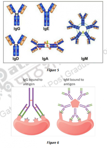 Ig Classes: Structure and Function – Immunology