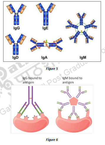 Ig Classes: Structure and Function – Immunology