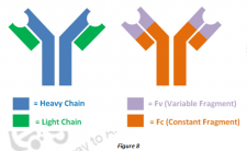 Ig Classes: Structure and Function – Immunology