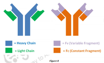 Ig Classes: Structure and Function – Immunology
