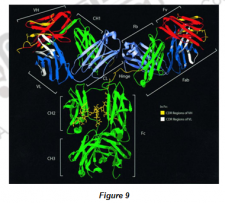 Ig Classes: Structure and Function – Immunology