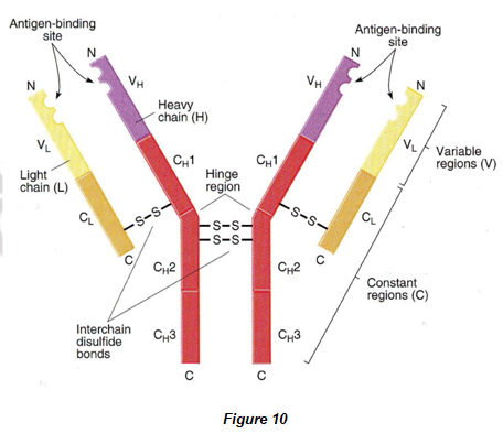 Ig Classes: Structure and Function – Immunology