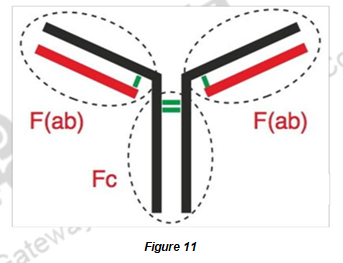 Ig Classes: Structure and Function – Immunology