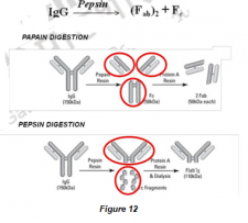 Ig Classes: Structure and Function – Immunology