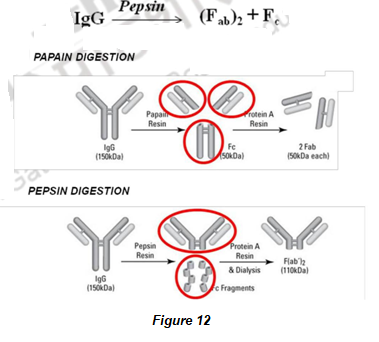 Ig Classes: Structure and Function – Immunology