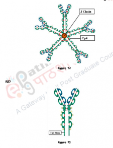 Ig Classes: Structure and Function – Immunology