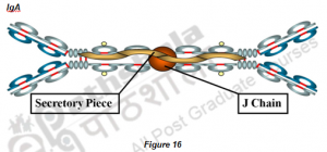 Ig Classes: Structure and Function – Immunology