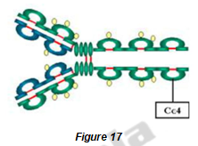 Ig Classes: Structure and Function – Immunology