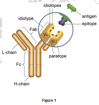 Avidity: The nature of antigen-antibody interactions – Immunology