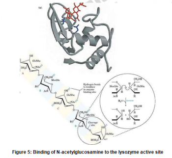Avidity: The nature of antigen-antibody interactions – Immunology