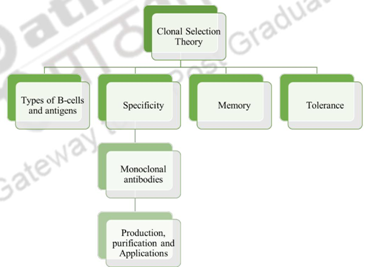 Clonal Selection Theory – Immunology