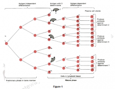Clonal Selection Theory – Immunology