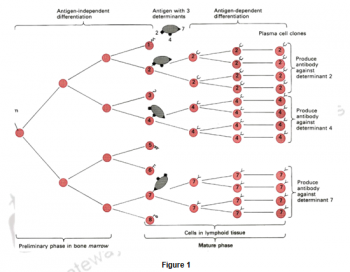 Clonal Selection Theory – Immunology