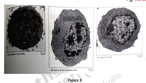 Clonal Selection Theory – Immunology